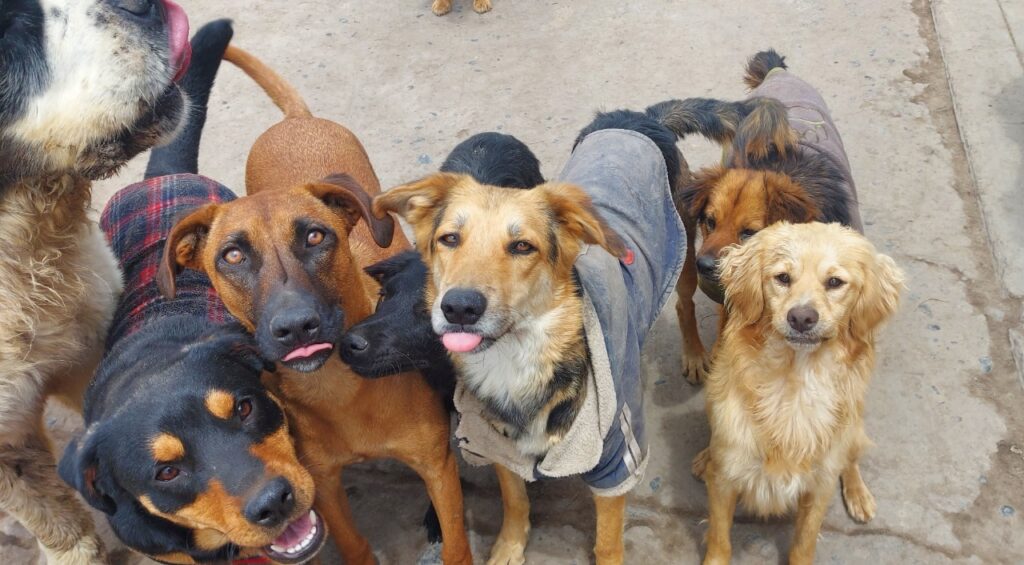 Tottus realiza campaña en favor de albergue para perros sin hogar