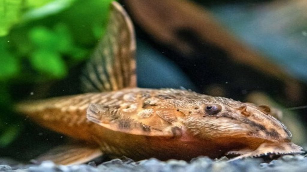 Amazonía: 500 especies nativas de peces ornamentales habitan en ríos