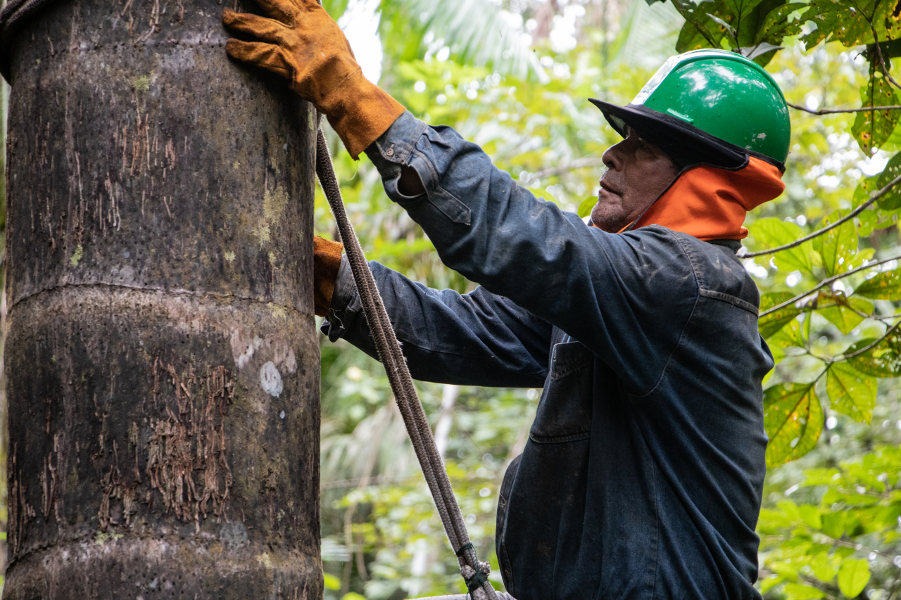 Salvar el aguaje de la amazonía: la apuesta del Grupo AJE