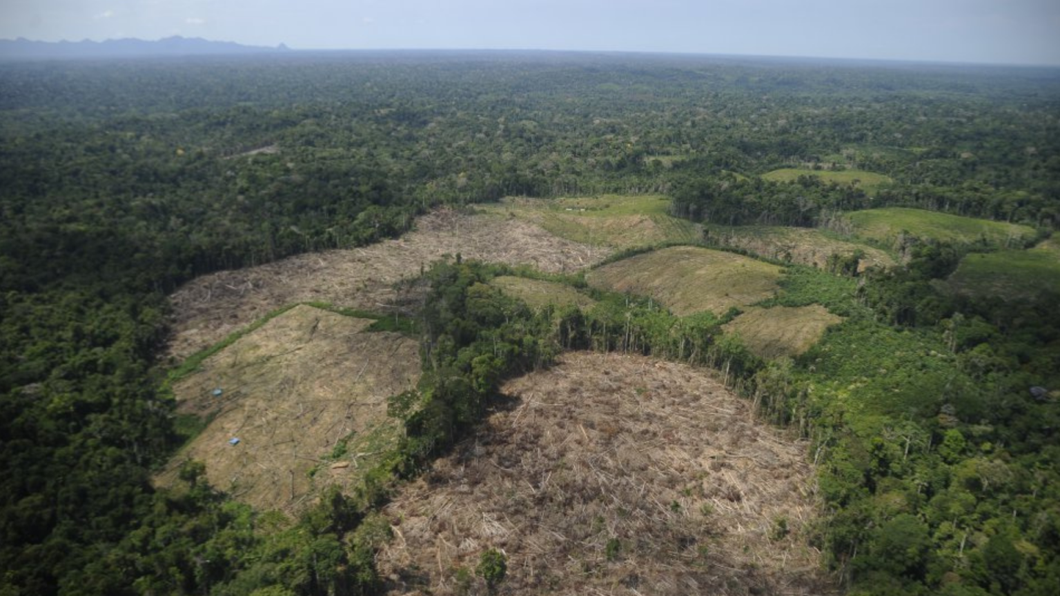 Perú perdió 137.976 hectáreas de bosques amazónicos