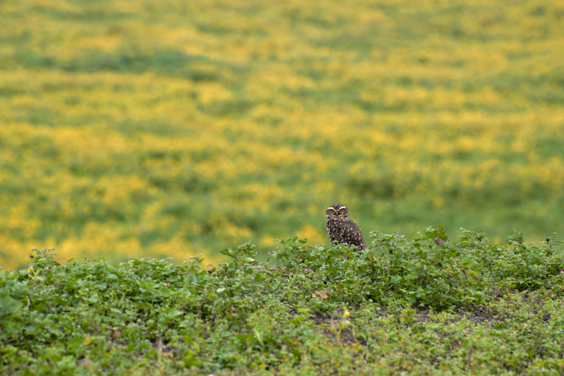 El compromiso de UNACEM: contribuir a la conservación de las lomas ...