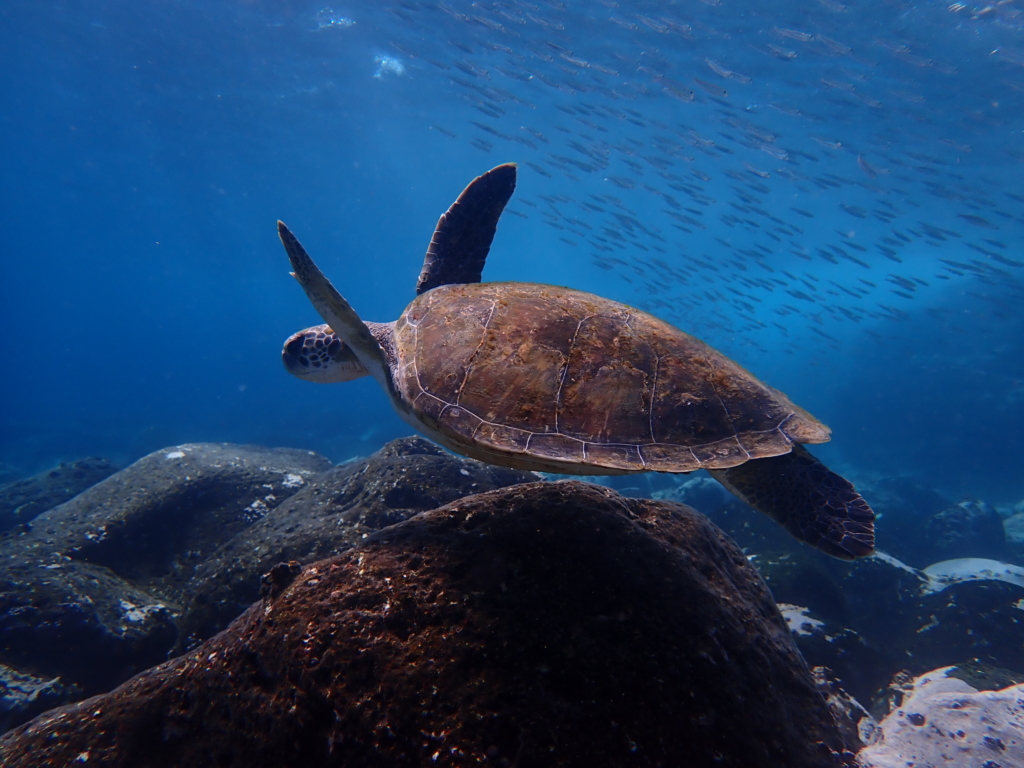 Gobierno peruano propone la creación de la Reserva Nacional Mar ...