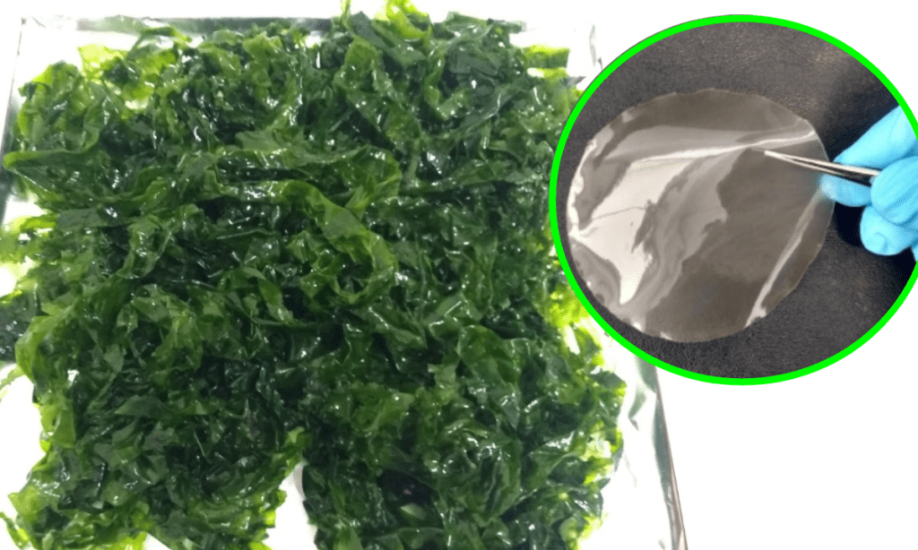 Investigadores desarrollan nuevo bioplástico con uso de algas verdes ...