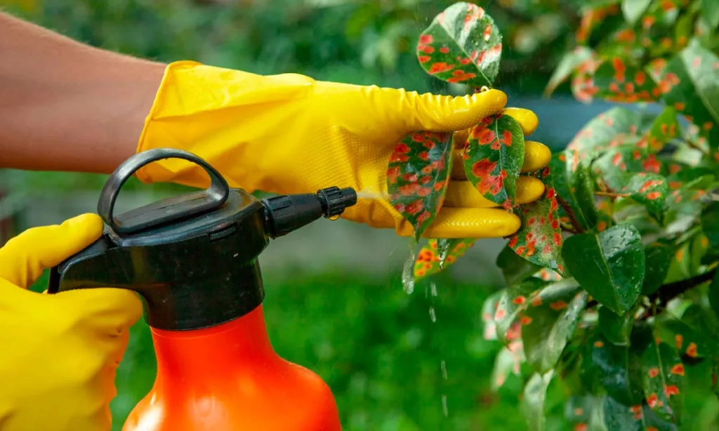 Europa detecta pesticidas en frutas populares como naranjas, uvas y ...